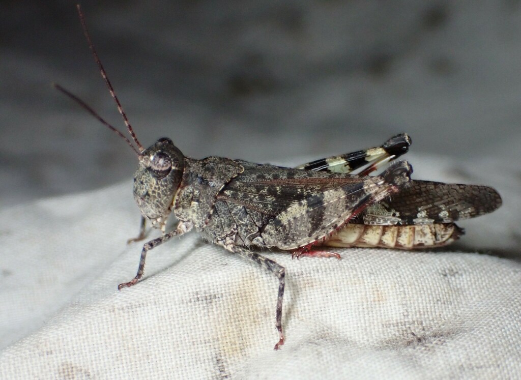 Marbled Grasshopper in September 2023 by Angus Mossman. At blacklight ...