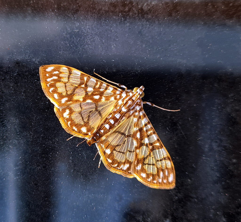Variegated Pearl from Upper Sichey, Gangtok, Sikkim, India on November ...