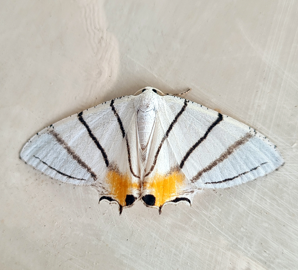 Epiplema himala from Upper Sichey, Gangtok, Sikkim, India on November 9 ...