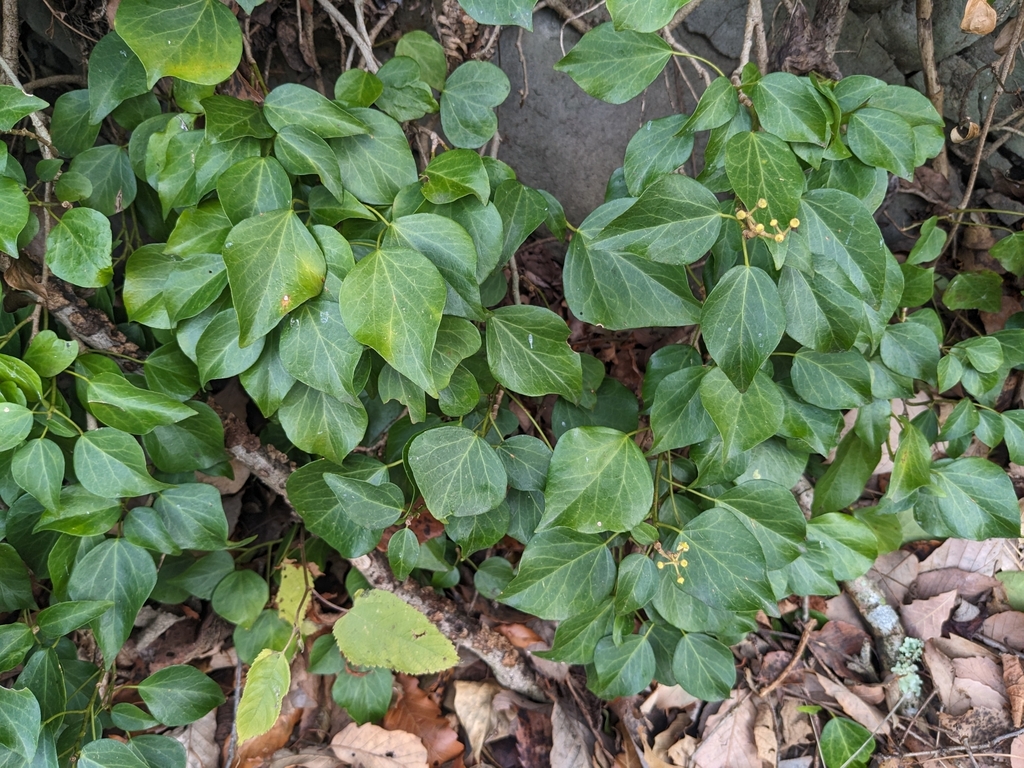 Japanese Ivy from 日本〒791-2125 Ehime, Iyo District, Tobe, Nanaore ...