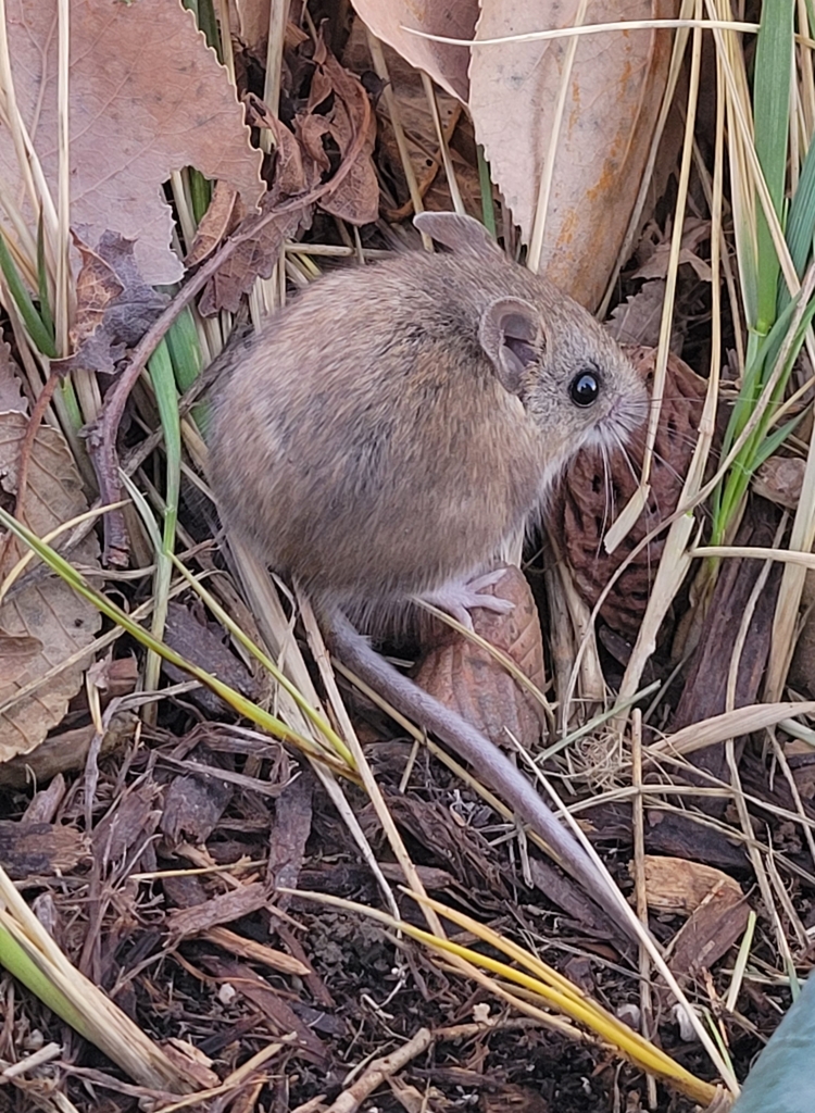 North American Deer Mice from Grand Junction, CO, USA on March 7, 2023 ...