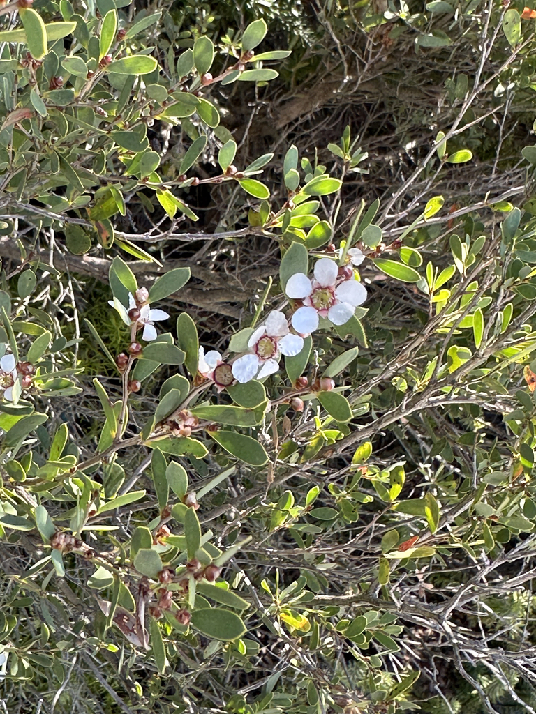 Australian Tea Tree from Sydney NSW, Australia on August 17, 2023 at 02 ...