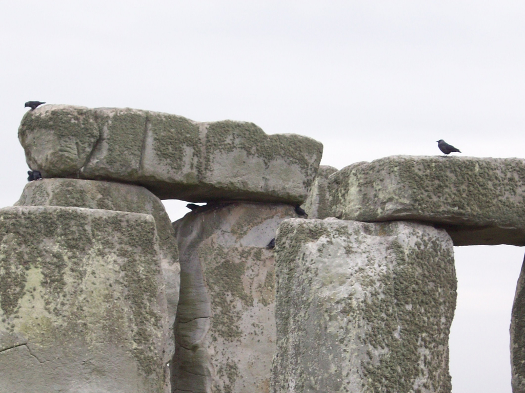 Eurasian Jackdaw from Wiltshire, UK on October 09, 2009 at 02:47 AM by ...