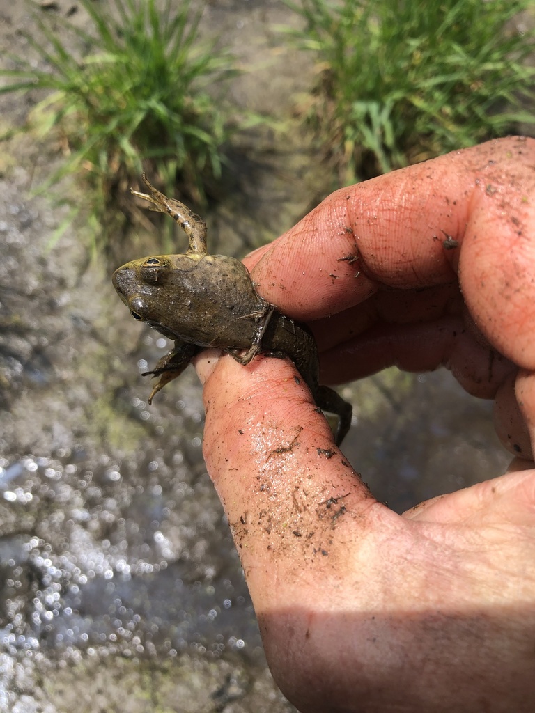 American Bullfrog from Bernville, PA, US on April 28, 2021 at 12:56 PM ...