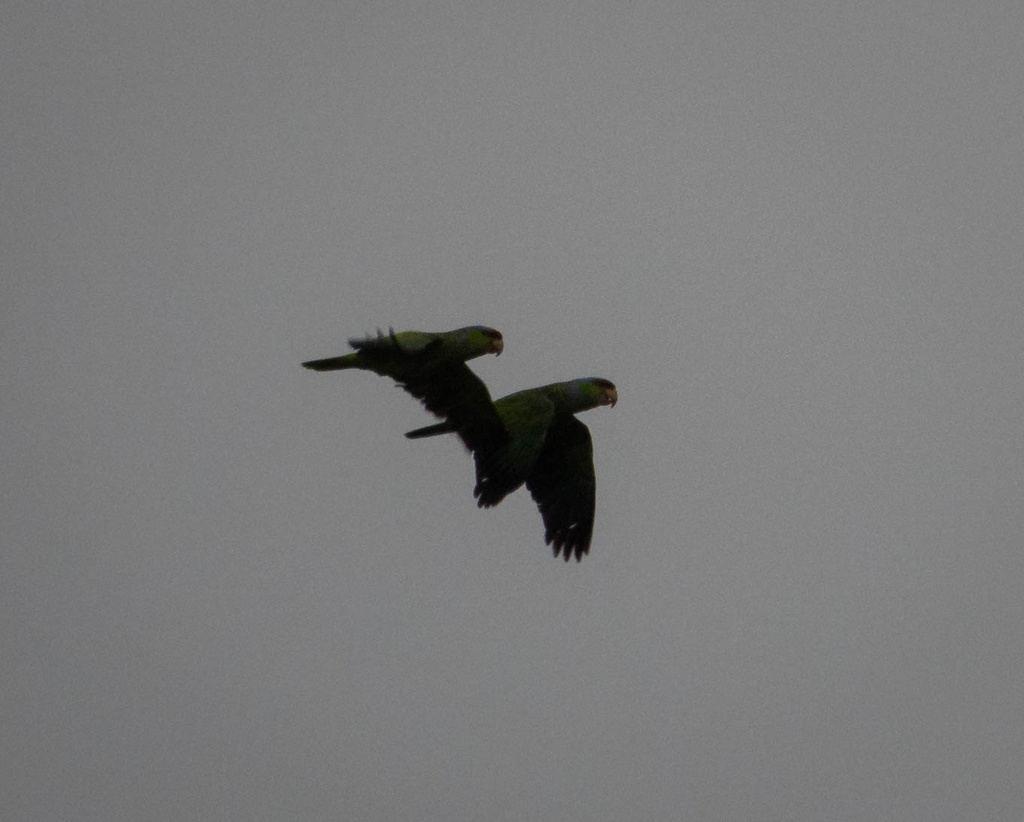 Lilac-crowned Parrot from Mill Creek Rd, Redlands, CA, US on December ...