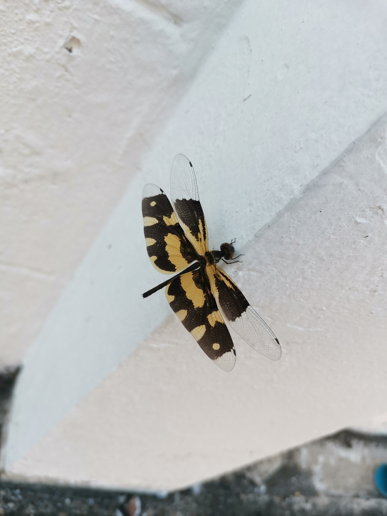 Common Picture Wing from Kabin Buri District, Prachin Buri 25240 ...