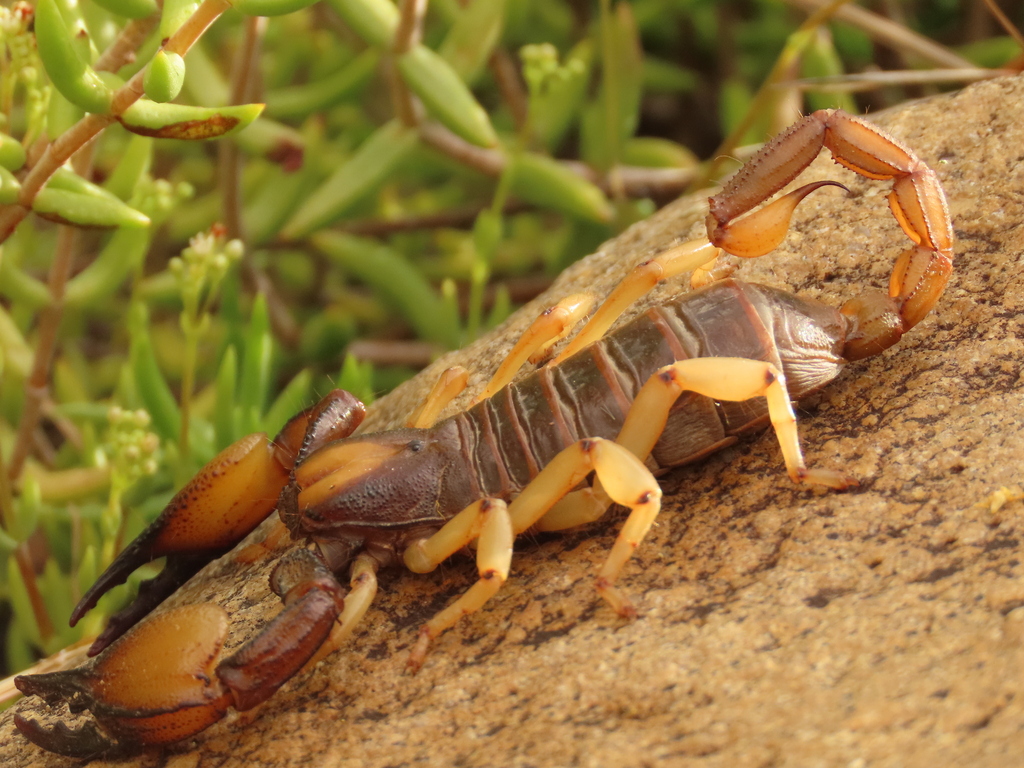 Karoo Burrowing Scorpion from Koetzerskraal 1st Valley on December 31 ...