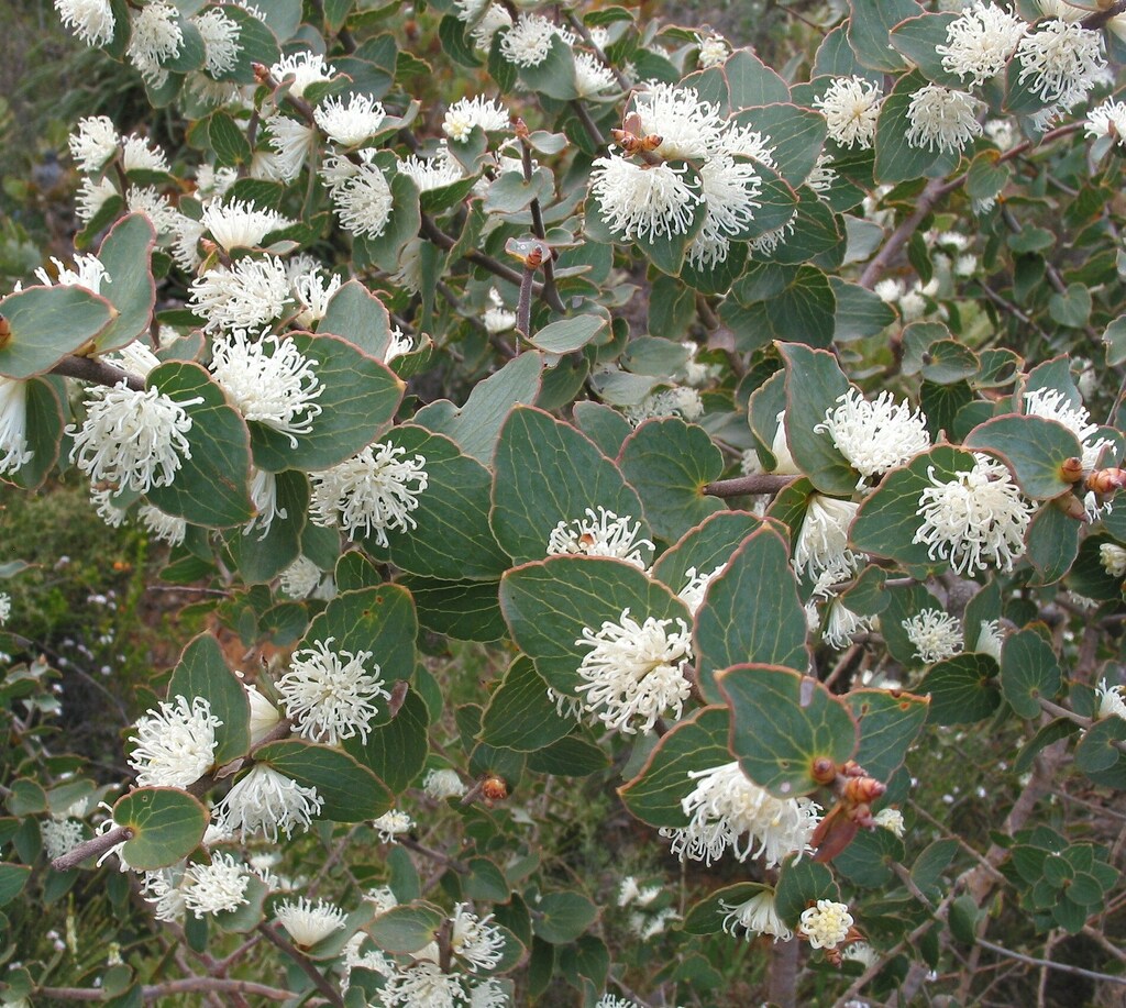 Pincushion trees from Fitzgerald River National Park WA 6346, Australia ...