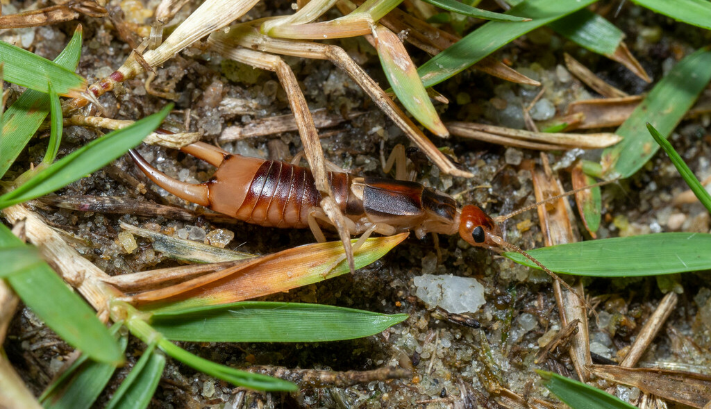 Shore Earwig from Pasir Ris, Singapore on December 31, 2023 at 10:29 PM ...