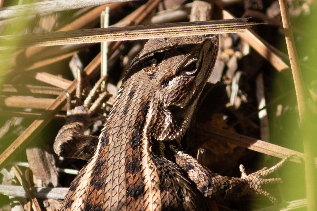 Trans Volcanic Bunchgrass Lizard from Las Vigas de Ramírez, MX-VE, MX ...