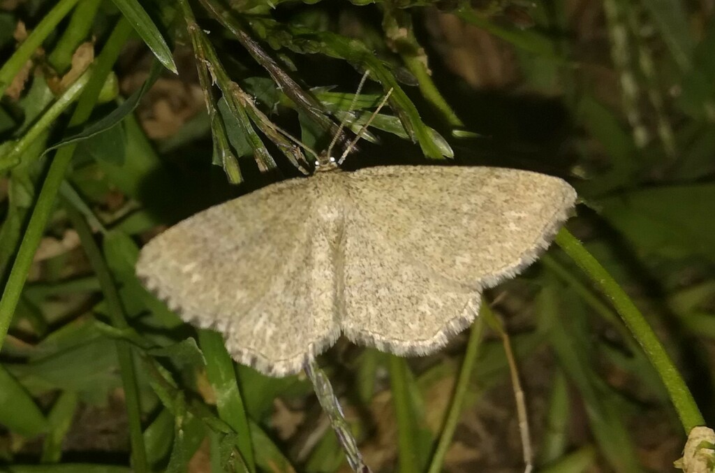 Lewes Wave from Gądków Wielki, Polska on August 1, 2020 at 10:31 PM by ...