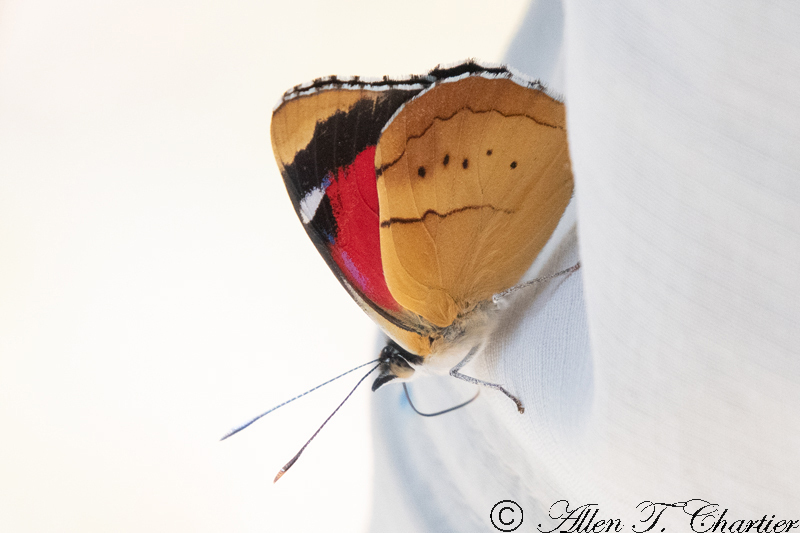 Vague Numberwings from Santa Marta, Magdalena, Colombia on July 4, 2023 ...