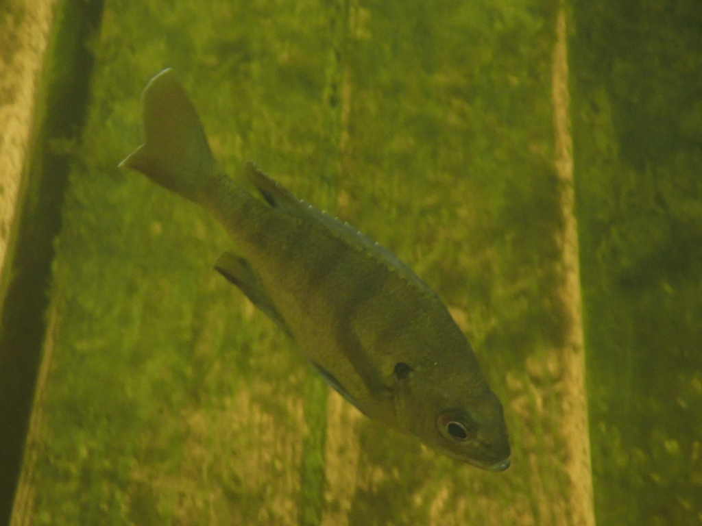 Coppernose Bluegill in September 2023 by Ali and Brice · iNaturalist