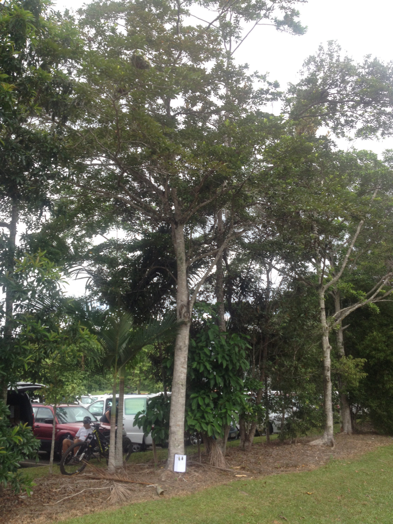 (Terminalia microcarpa) - Botanical Realm