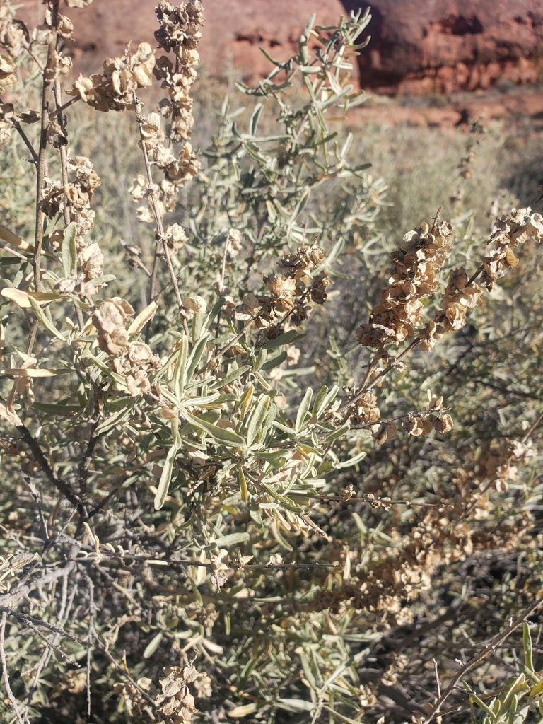 Fourwing Saltbush from St. George, UT, USA on December 30, 2023 at 03: ...