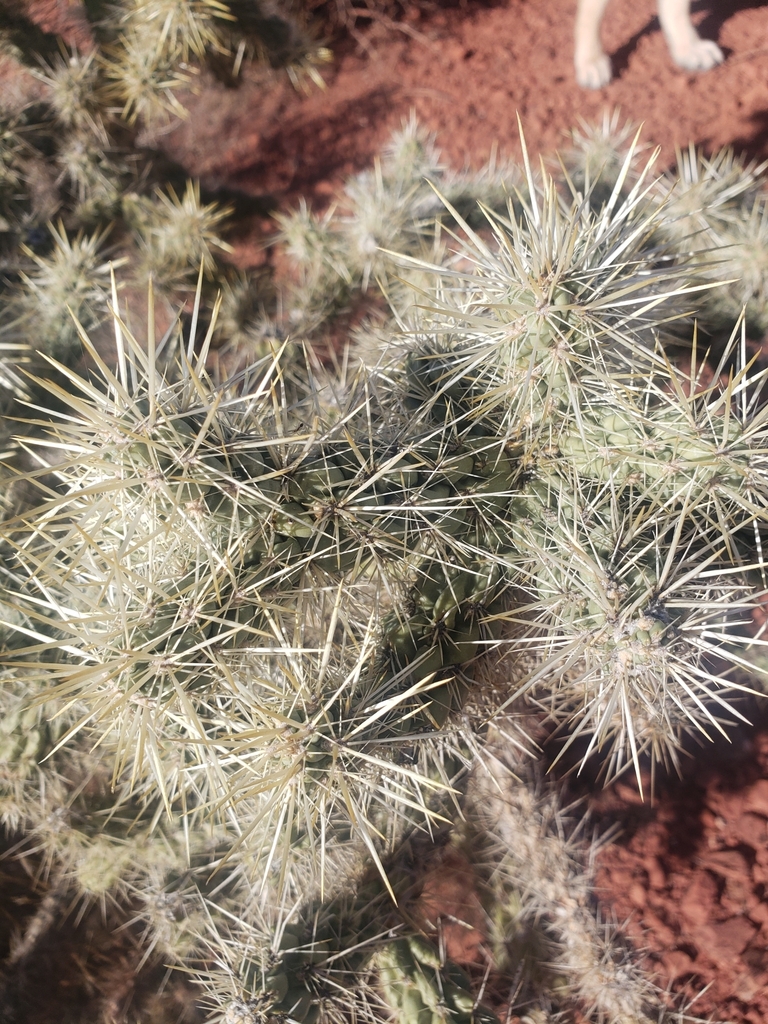 Silver Cholla from St. George, UT, USA on December 30, 2023 at 03:16 PM ...