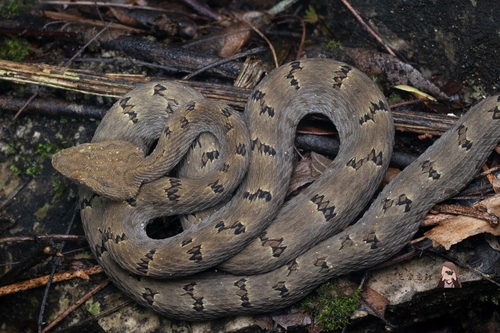 Mao-lan pitviper (Protobothrops maolanensis) - Snakes and Lizards