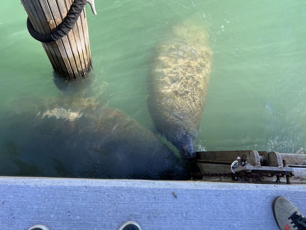 Florida Manatee in December 2023 by sfcmiller · iNaturalist