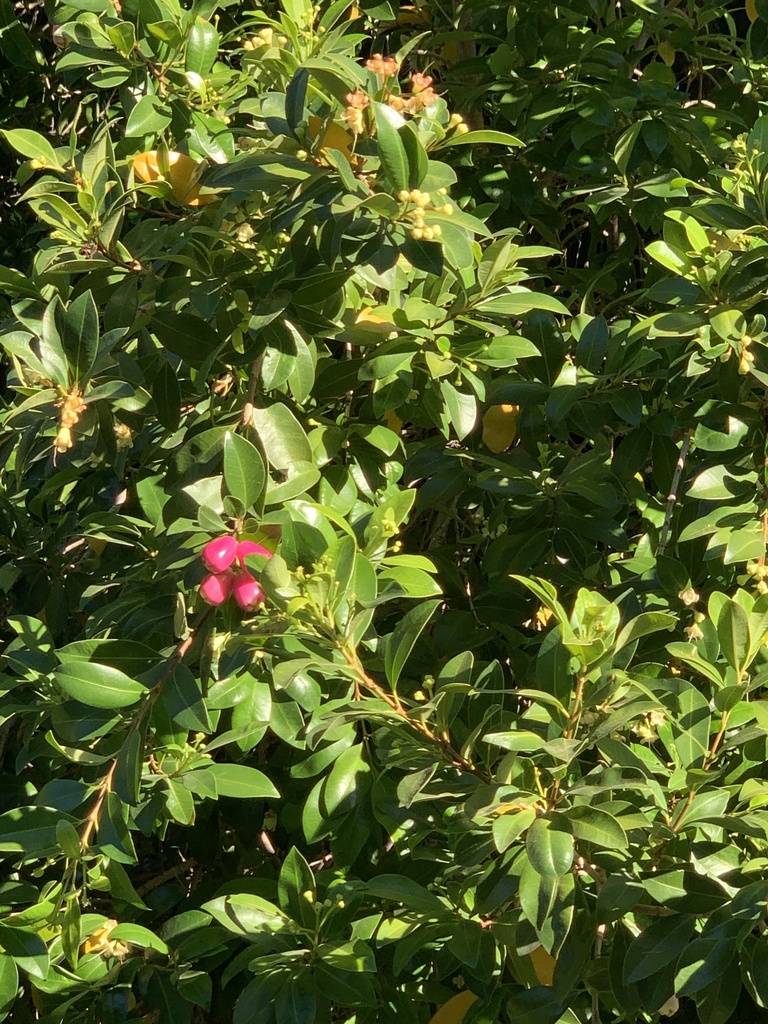 scrub cherry from Main Road, Paarl, WC, ZA on December 31, 2023 at 06: ...