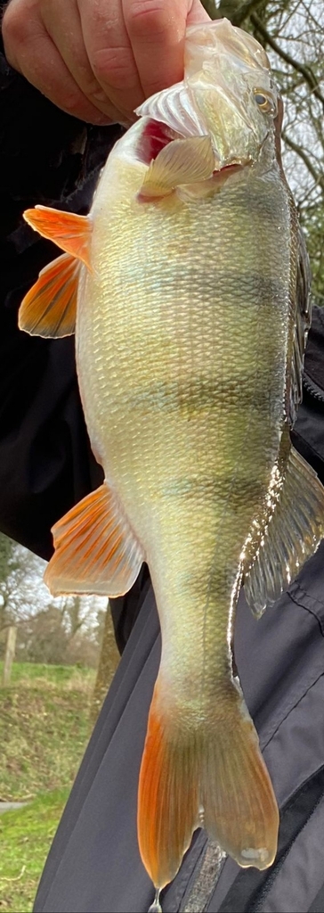 European Perch from Notre-Dame-de-Gravenchon, Port-Jérôme-sur-Seine ...