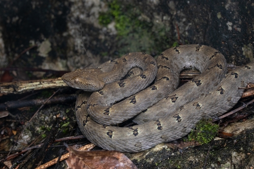 Mao-lan pitviper (Protobothrops maolanensis) - Snakes and Lizards