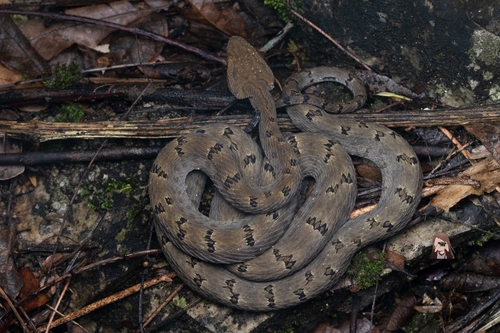 Mao-lan pitviper (Protobothrops maolanensis) - Snakes and Lizards