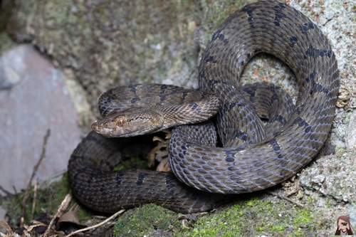 Mao-lan pitviper (Protobothrops maolanensis) - Snakes and Lizards