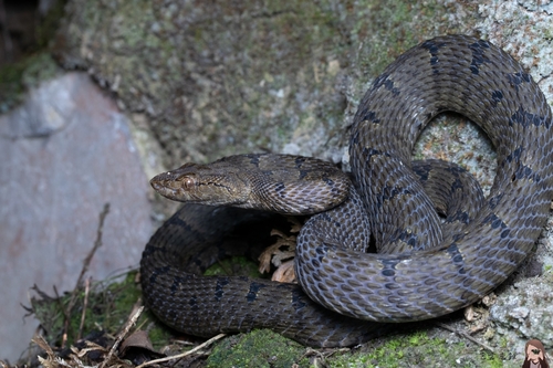 Mao-lan pitviper (Protobothrops maolanensis) - Snakes and Lizards
