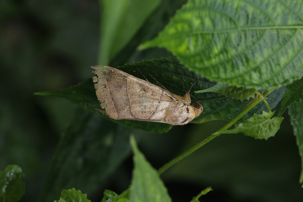Thyas coronata from HH Suntaleykhola Homestay, Eastnar Forest ...