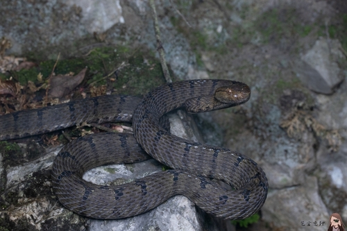 Mao-lan pitviper (Protobothrops maolanensis) - Snakes and Lizards