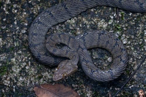 Mao-lan pitviper (Protobothrops maolanensis) - Snakes and Lizards