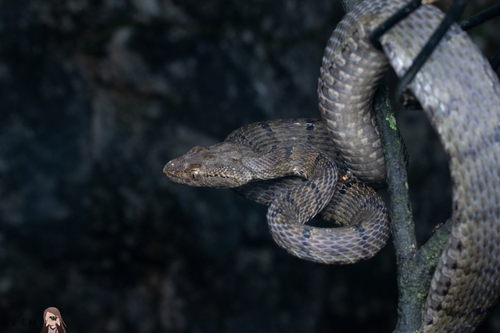 Mao-lan pitviper (Protobothrops maolanensis) - Snakes and Lizards