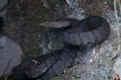 Mao-lan pitviper (Protobothrops maolanensis) - Snakes and Lizards