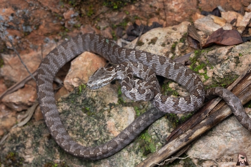 Kelung Cat Snake (Boiga kraepelini) - Snakes and Lizards