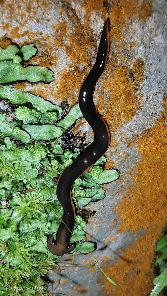 Hammerhead Worms from Honghe Hani and Yi, Yunnan, China on October 3 ...