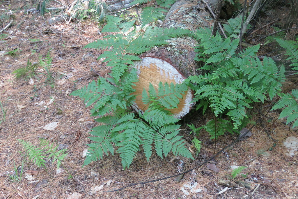 common bracken from Maple Shade Town Forest Trail Head, Westford, VT ...