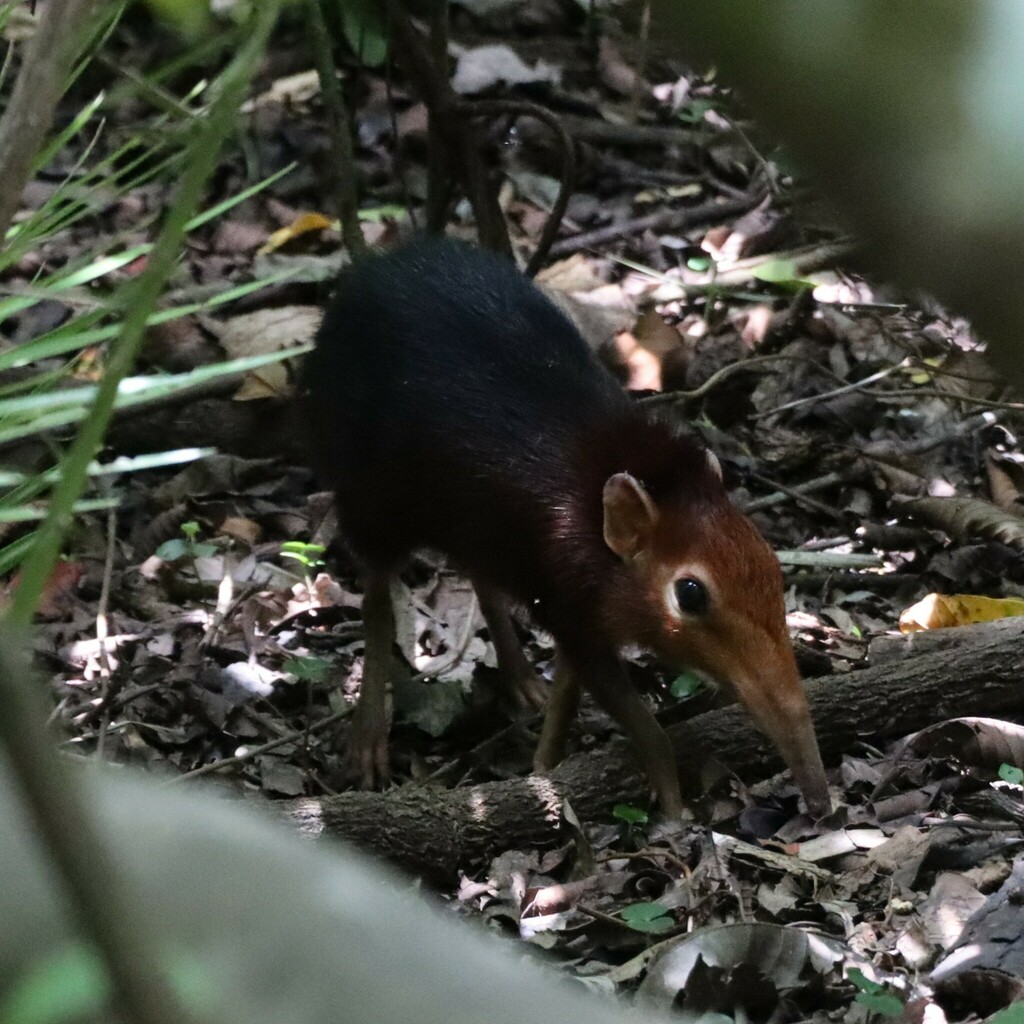 Zanzibar Black-and-rufous Sengi from Kusini, Tanzania on February 17 ...