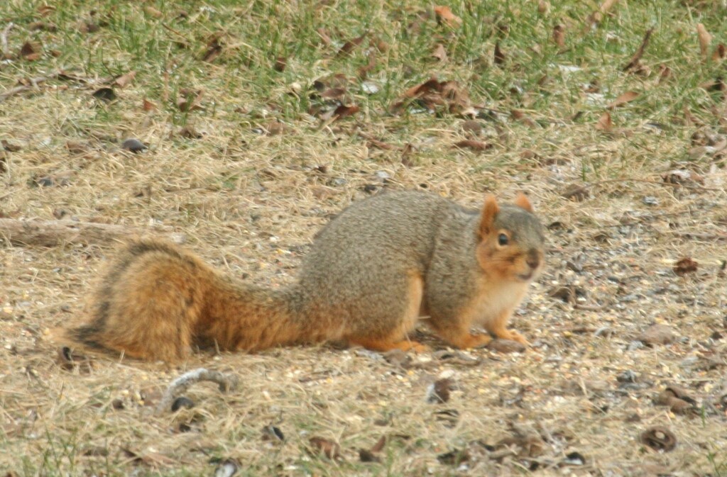 Fox Squirrel from Chippewa County, MN, USA on December 31, 2023 at 11: ...