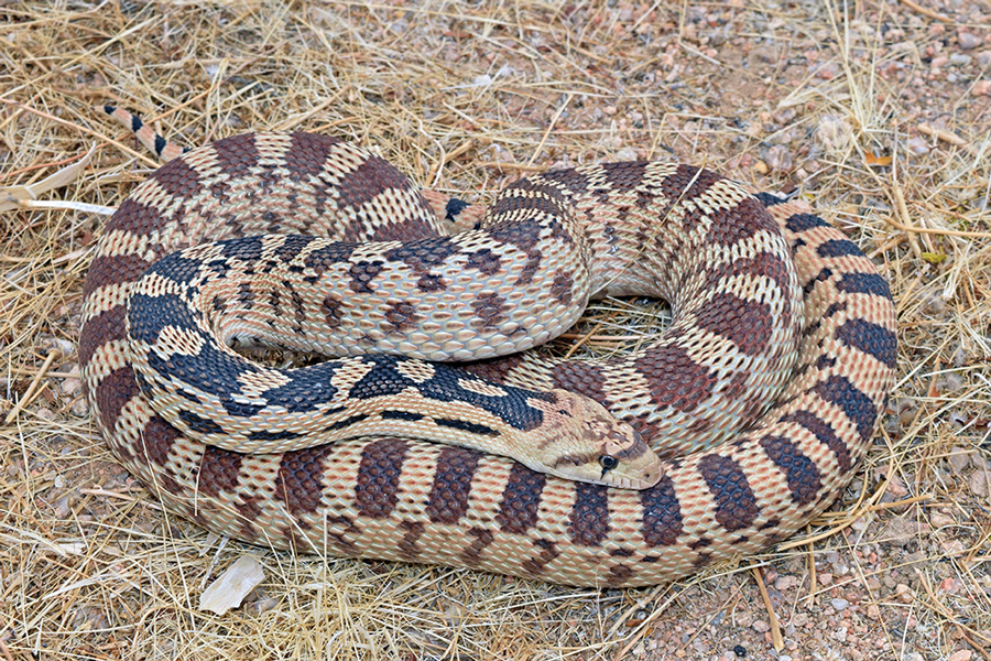 Great Basin Gopher Snake from California City, CA, USA by Scott Shupe ...