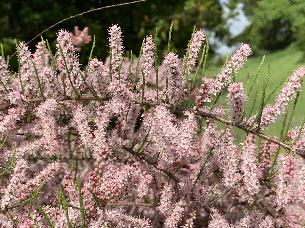 small-flowered tamarisk (Tamaricaceae (Tamarisk) of the Pacific ...