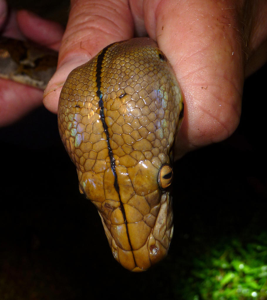 Reticulated Python from Danum Valley FC, Lahad Datu, Sabah, Malaysia on ...