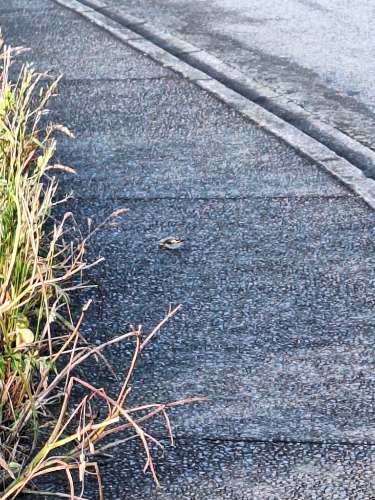 European Goldfinch from Mount Victoria, Wellington, New Zealand on ...