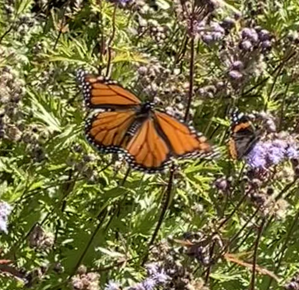 Monarch from Luling Ln, Austin, TX, US on December 31, 2023 at 01:13 PM ...