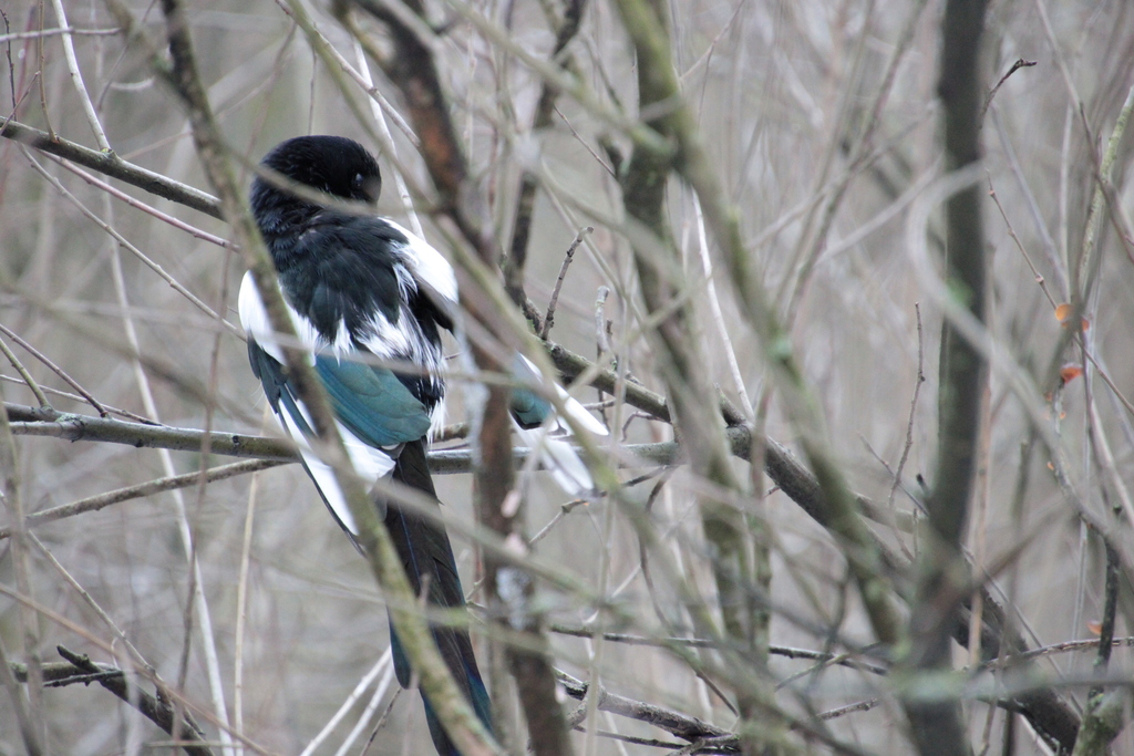 Eurasian Magpie from Парк Яуза, Moscow City, RU on December 31, 2023 at ...