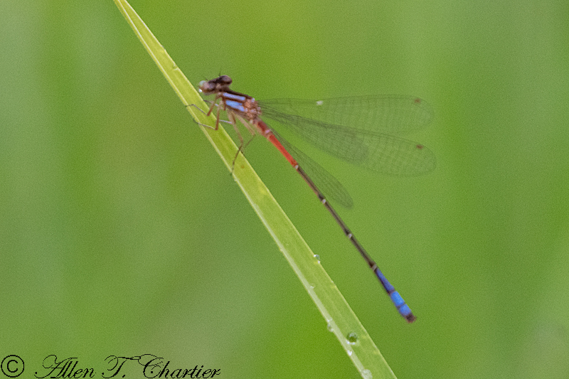 Narrow-winged Damselflies from Funza, Cundinamarca, Colombia on June 30 ...