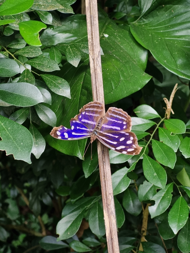 Myscelia cyaniris cyaniris from Catemaco, MX-VE, MX on December 22 ...