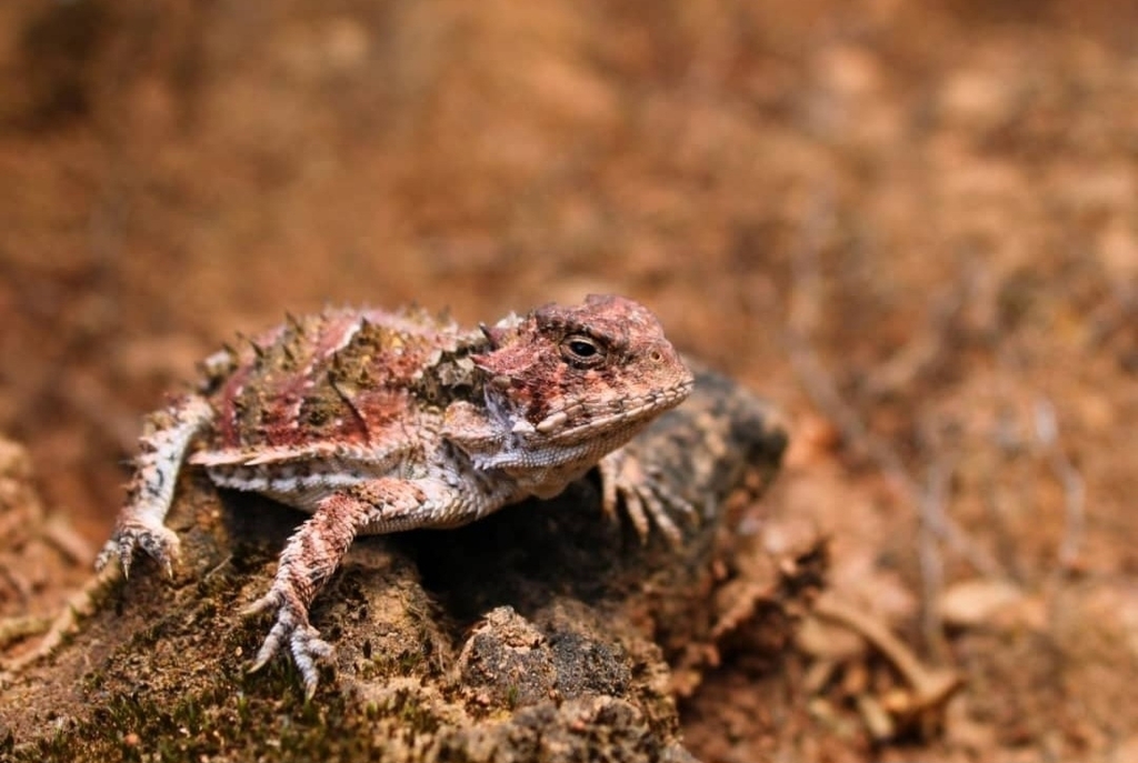 Mountain Horned Lizard from 54367 Méx., México on December 31, 2023 at ...