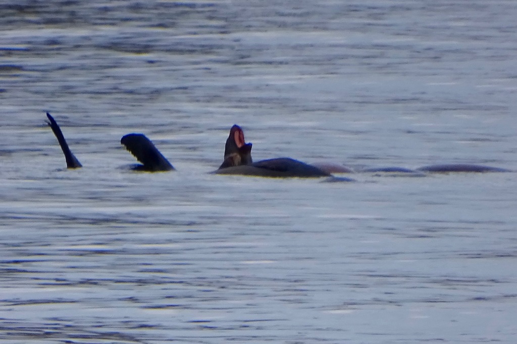 Steller Sea Lion from Sandwell Provincial Park, 1160 The Strand ...