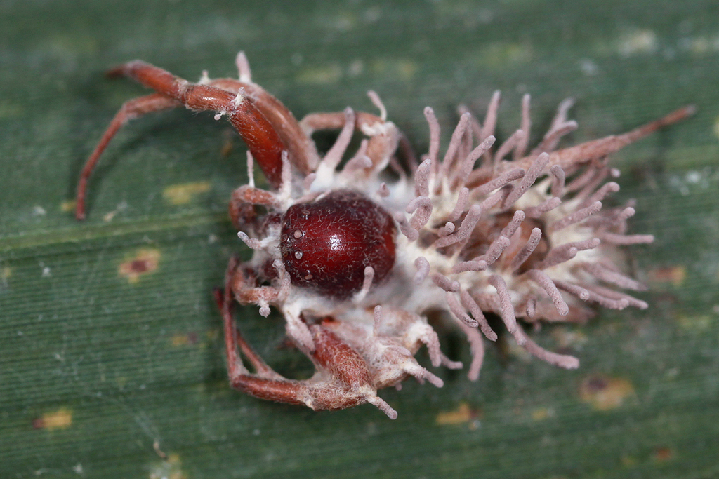 Gibellula from Abbeville County, SC, USA on December 30, 2023 at 01:19 ...