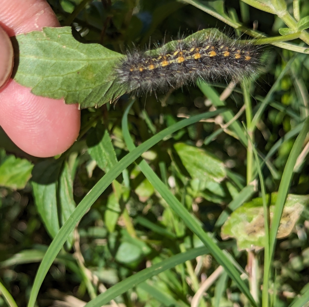 Salt Marsh Moth from Dripping Springs, TX 78620, USA on December 31 ...